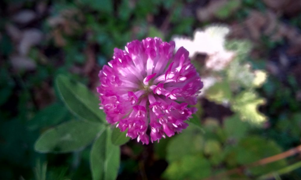 Tutorial: Detect objects from images using Single-Shot Multi-Box ...